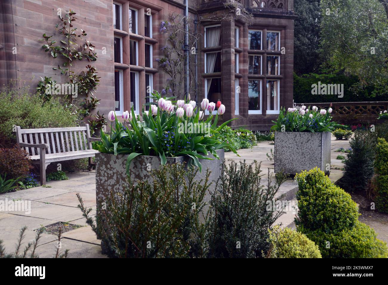 Displays of Tulips in Stone/Slate Containers on a Patio Area at Holker ...