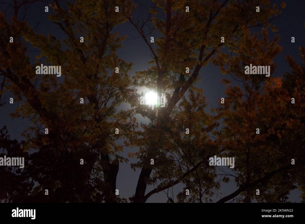 Moon through the trees Stock Photo - Alamy