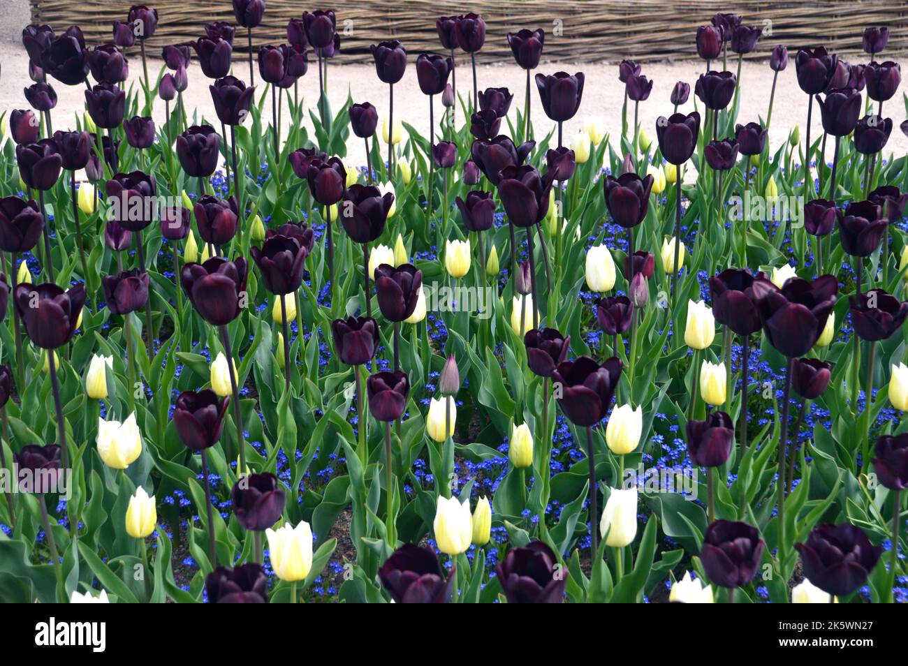 Deep Maroon Tulipa 'Queen of Night' & White Tulips with Forget-me-not ...