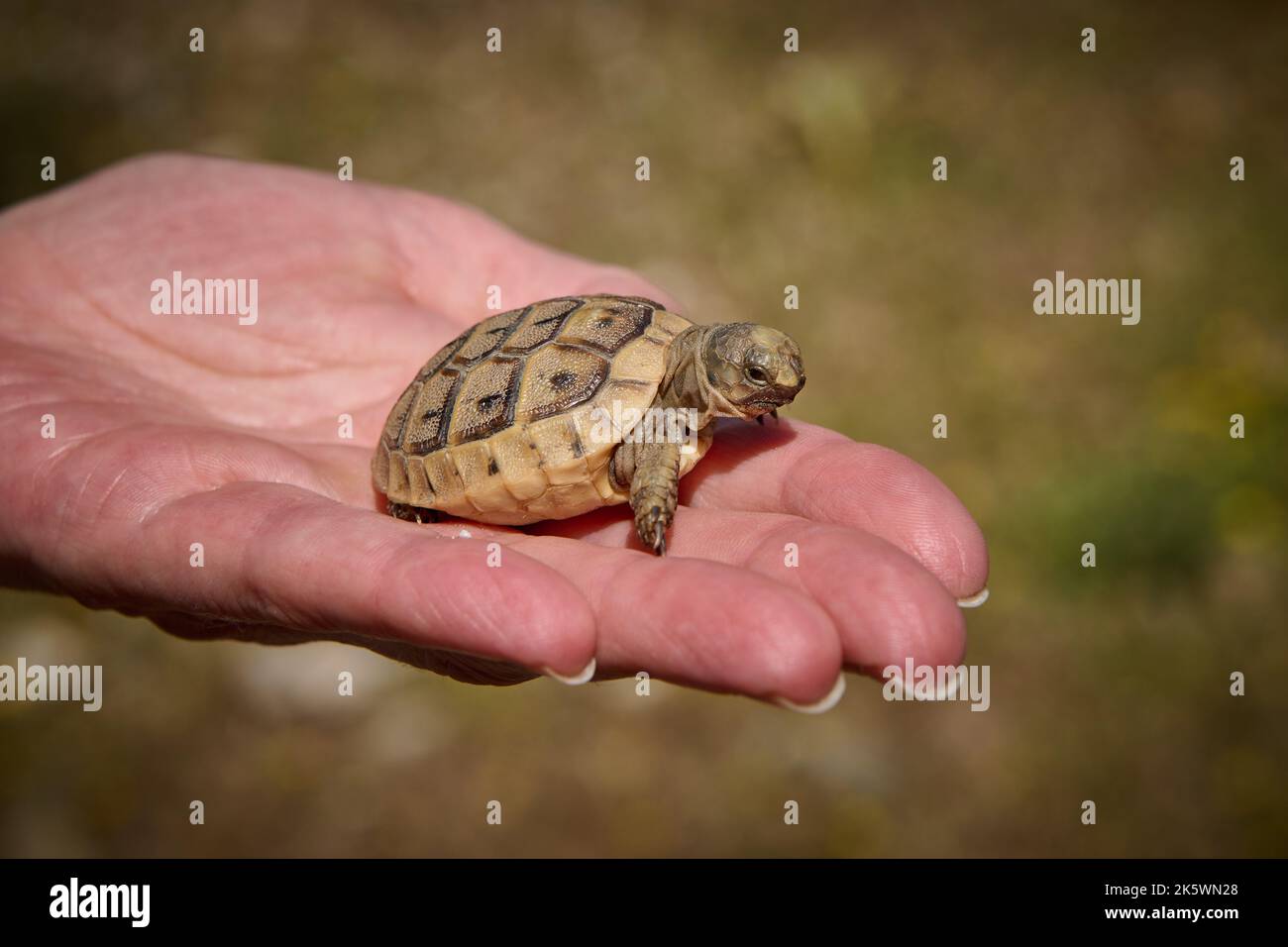 cute Baby tortoise, Spur-thighed tortoise, (Testudo graeca terrestris ...