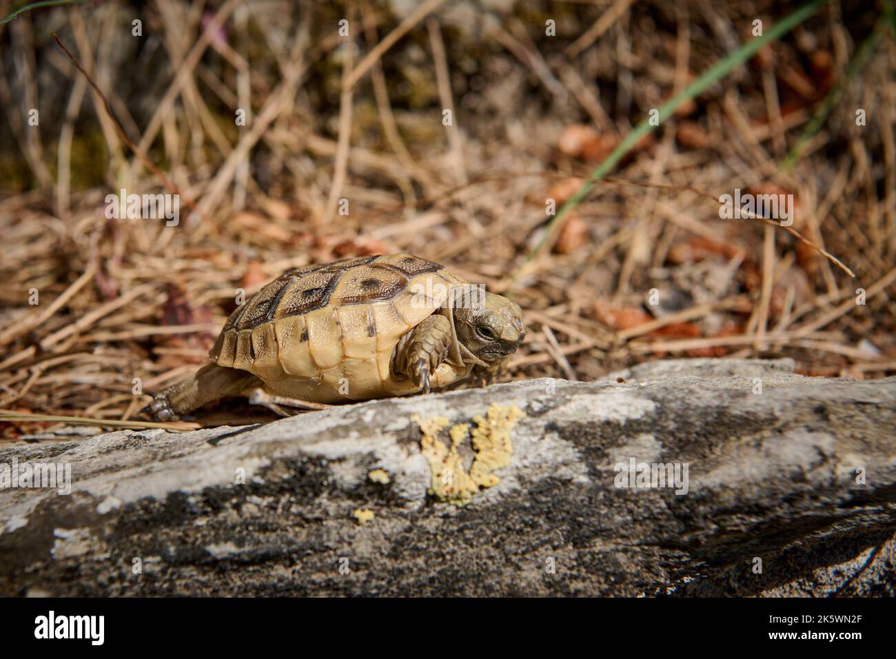 cute Baby tortoise, Spur-thighed tortoise, (Testudo graeca terrestris ...