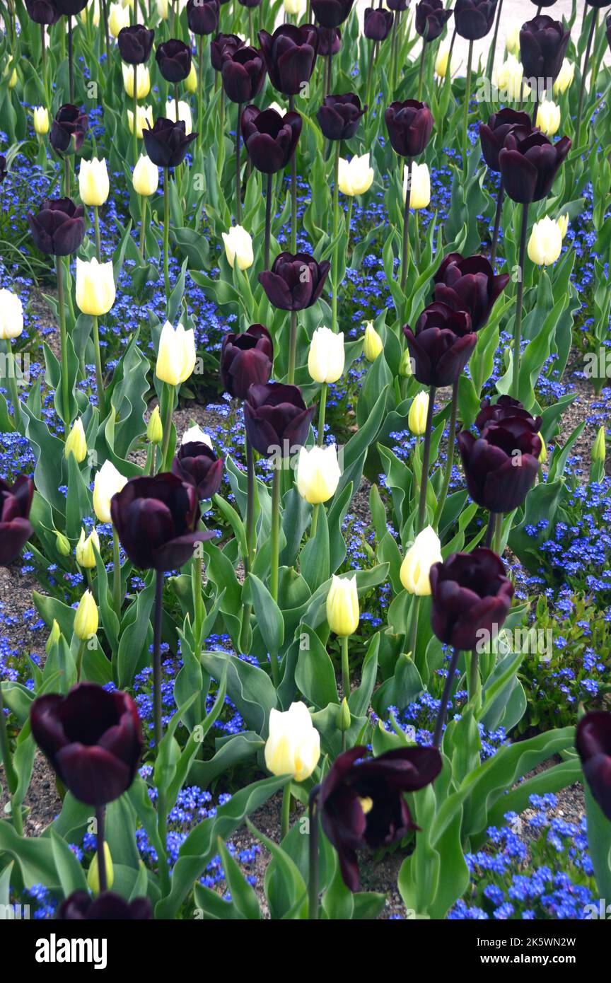Deep Maroon Tulipa 'Queen of Night' & White Tulips with Forget-me-not ...
