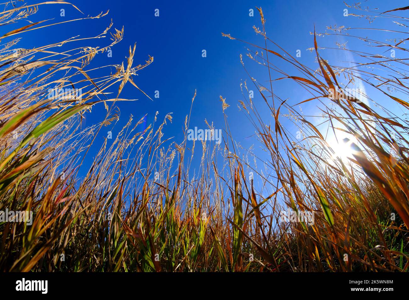 Weeds or plants reaching up towards blue sky with sun sunstar Stock ...