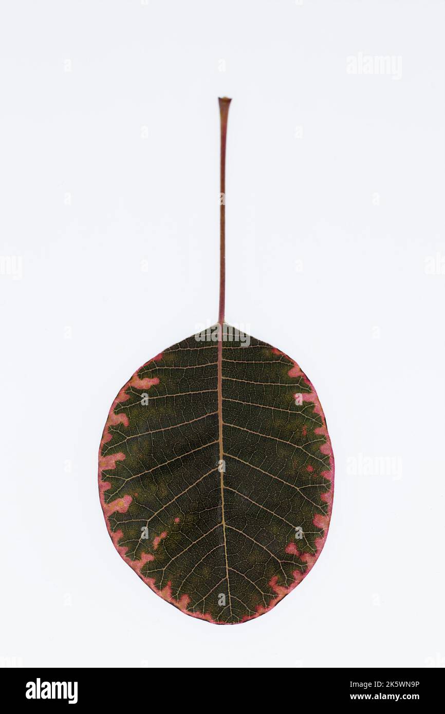 Pink edges hi-res stock photography and images - Alamy