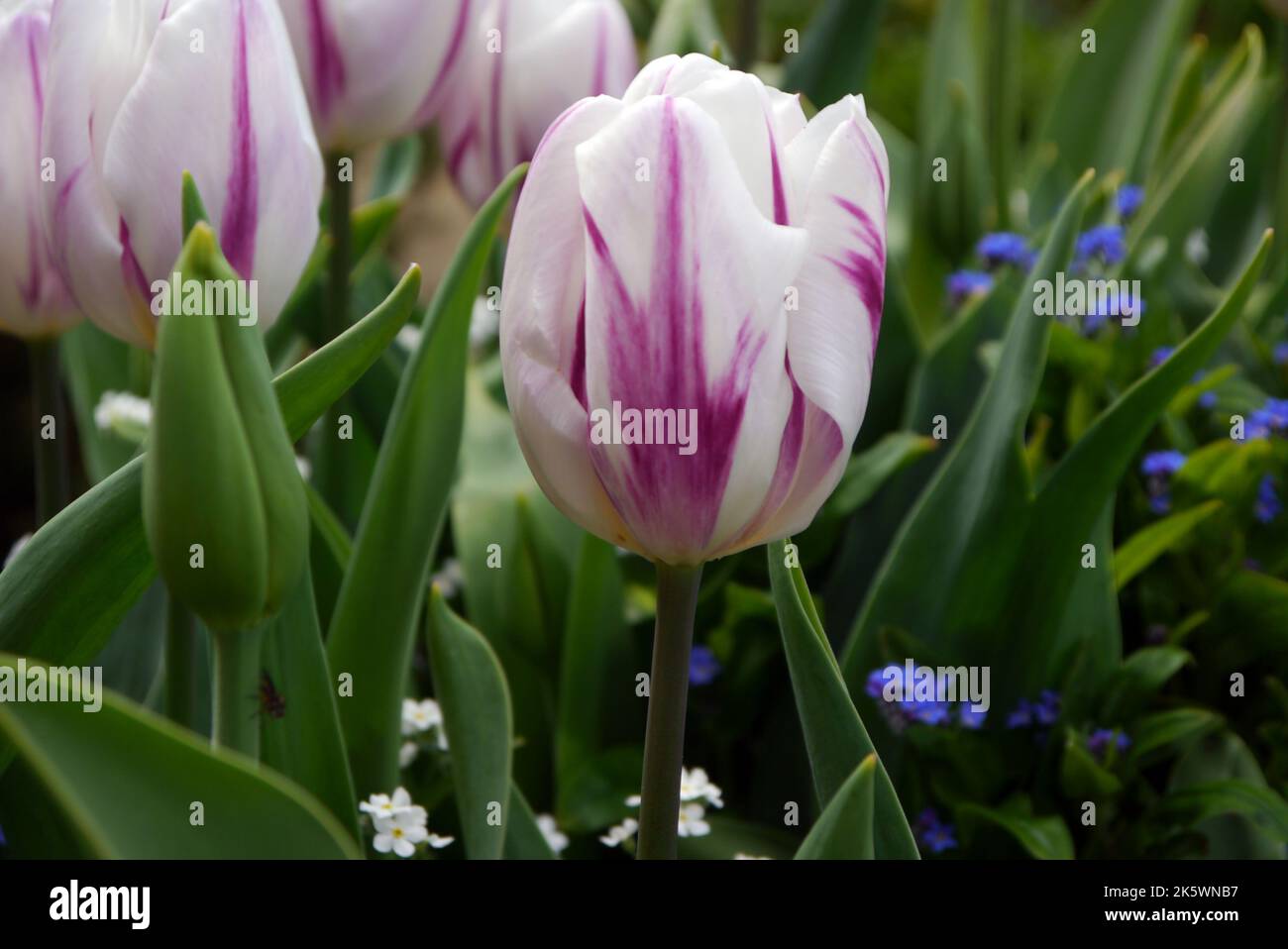 White & Purple Bi-Coloured Tulipa 'Rems Favourite' Tulip Flower grown ...