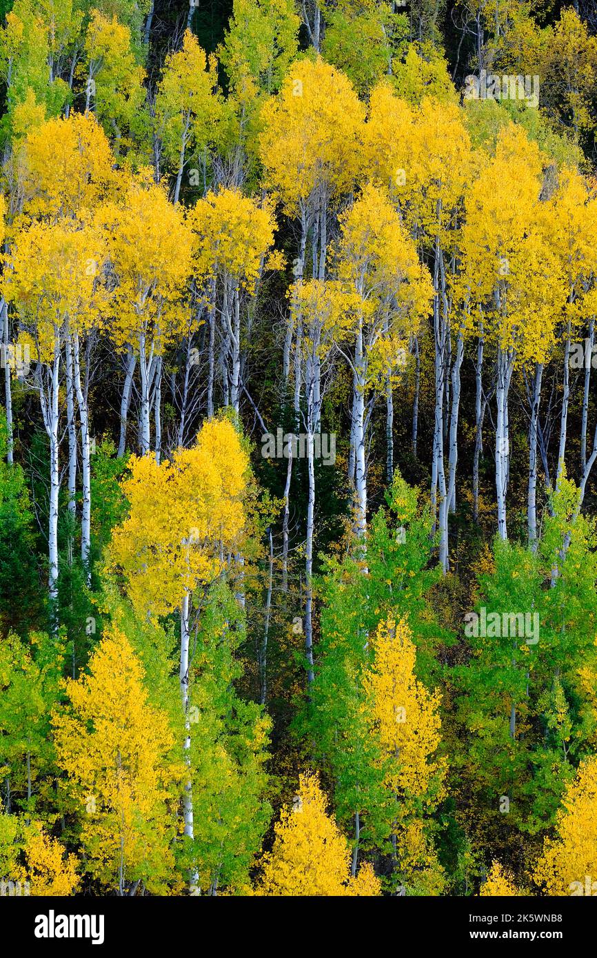 Mountains mountainside wilderness forest of fall autumn aspen birch ...