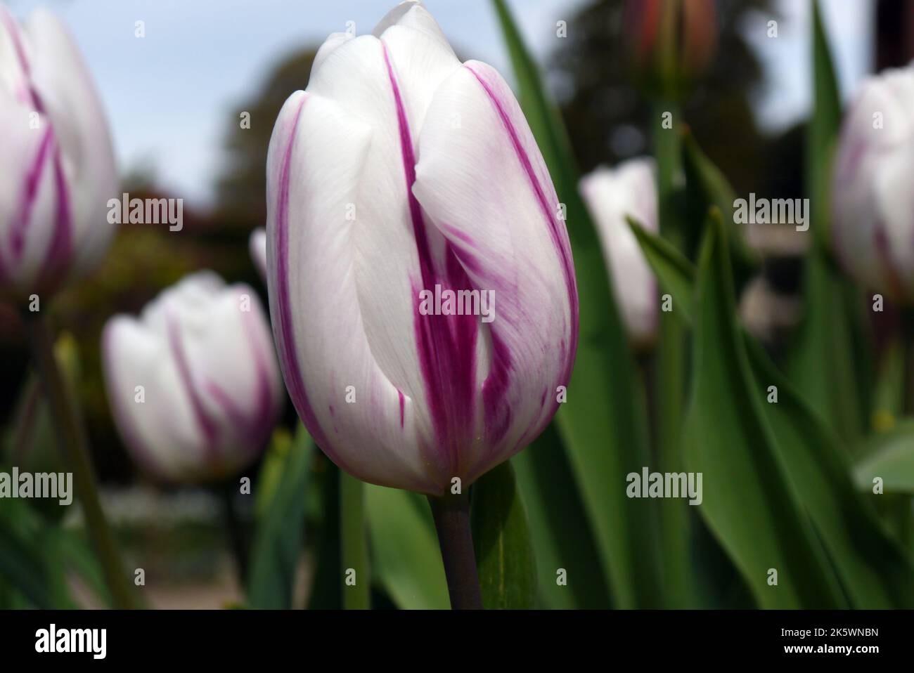 White & Purple Bi-Coloured Tulipa 'Rems Favourite' Tulip Flower grown ...