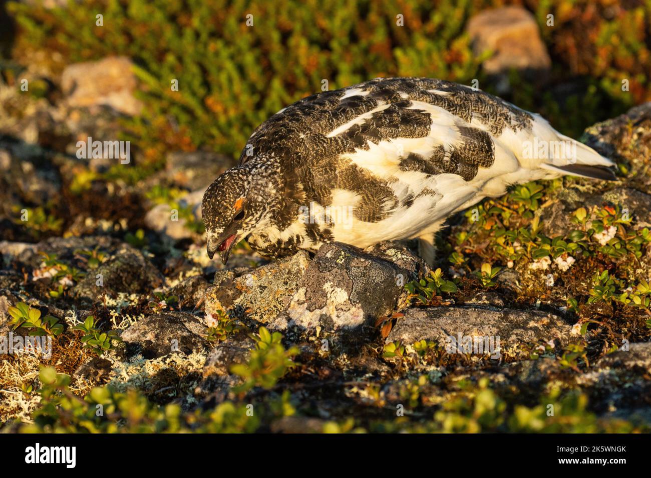 Rock ptarmigan feeding during a summery sunrise in Urho Kekkonen ...