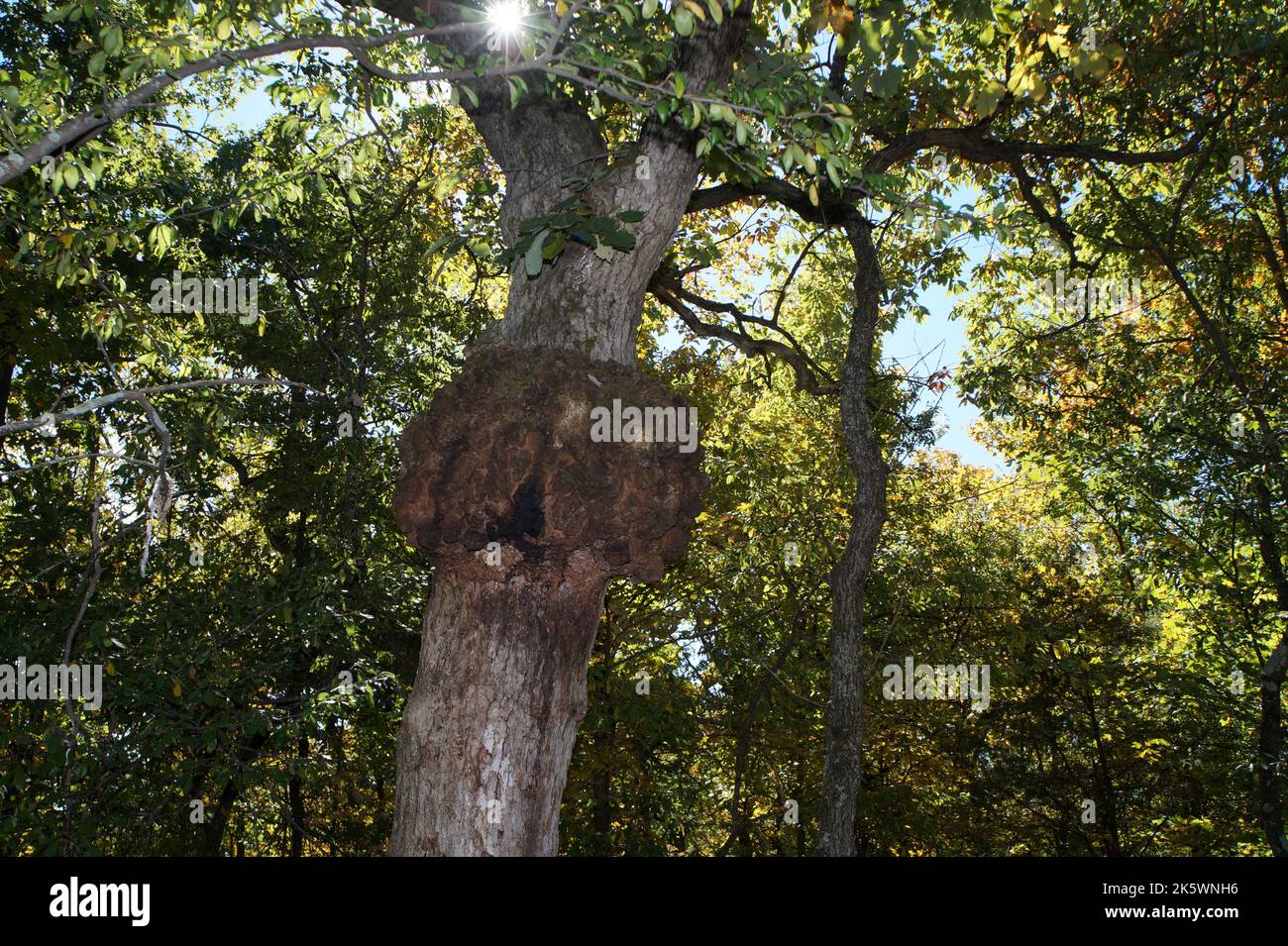 Burls on tree in woods Stock Photo - Alamy