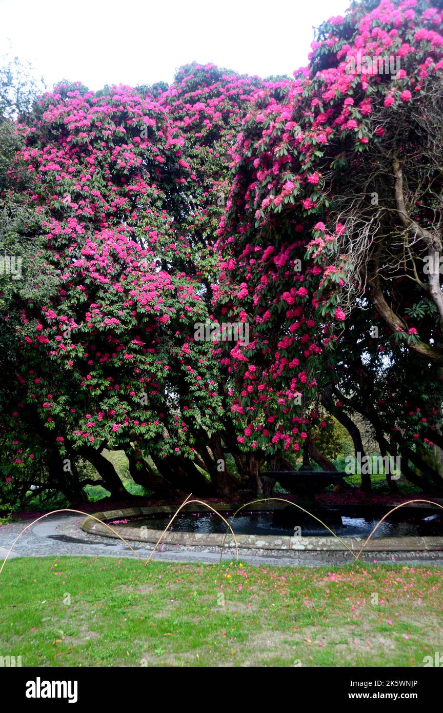 Flowering Pink Rhododendron Tree (Azalea) Growing in Parkland at Holker ...