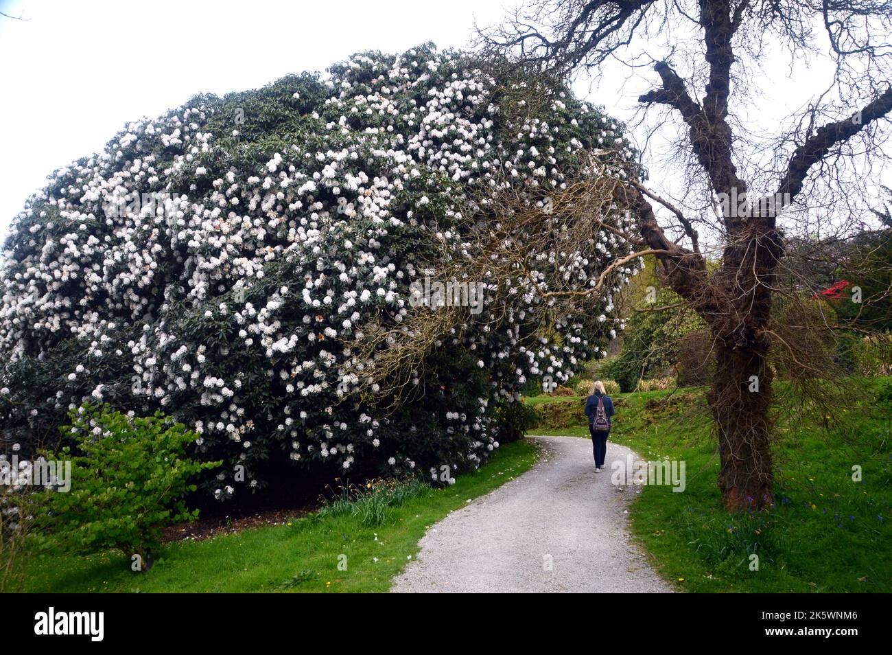 Woman Walking by Pale Pink Coloured Rhododendron Tree (Azalea) Growing ...
