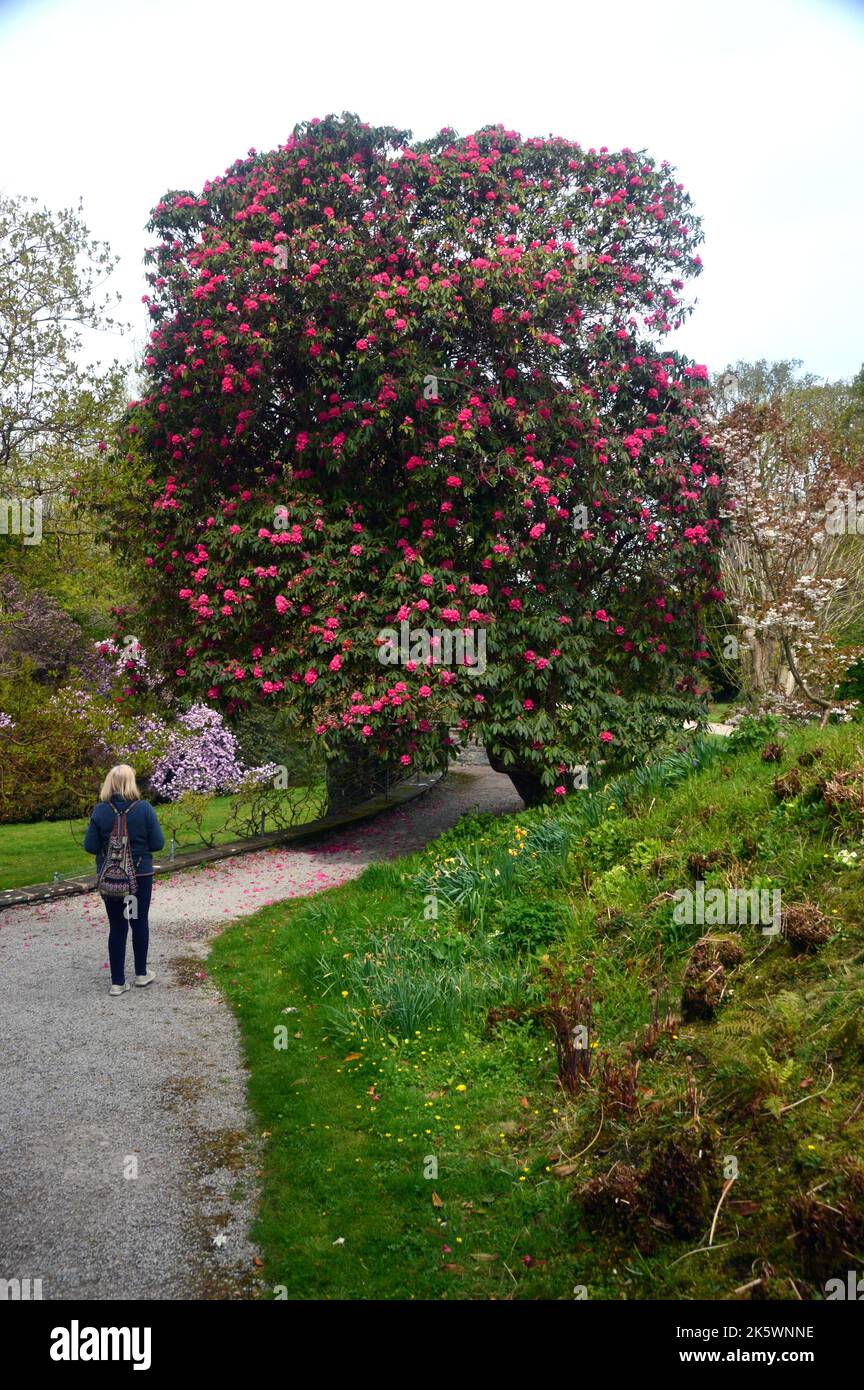 Woman Walking by Pink Rhododendron Tree (Azalea) Growing in Parkland at ...