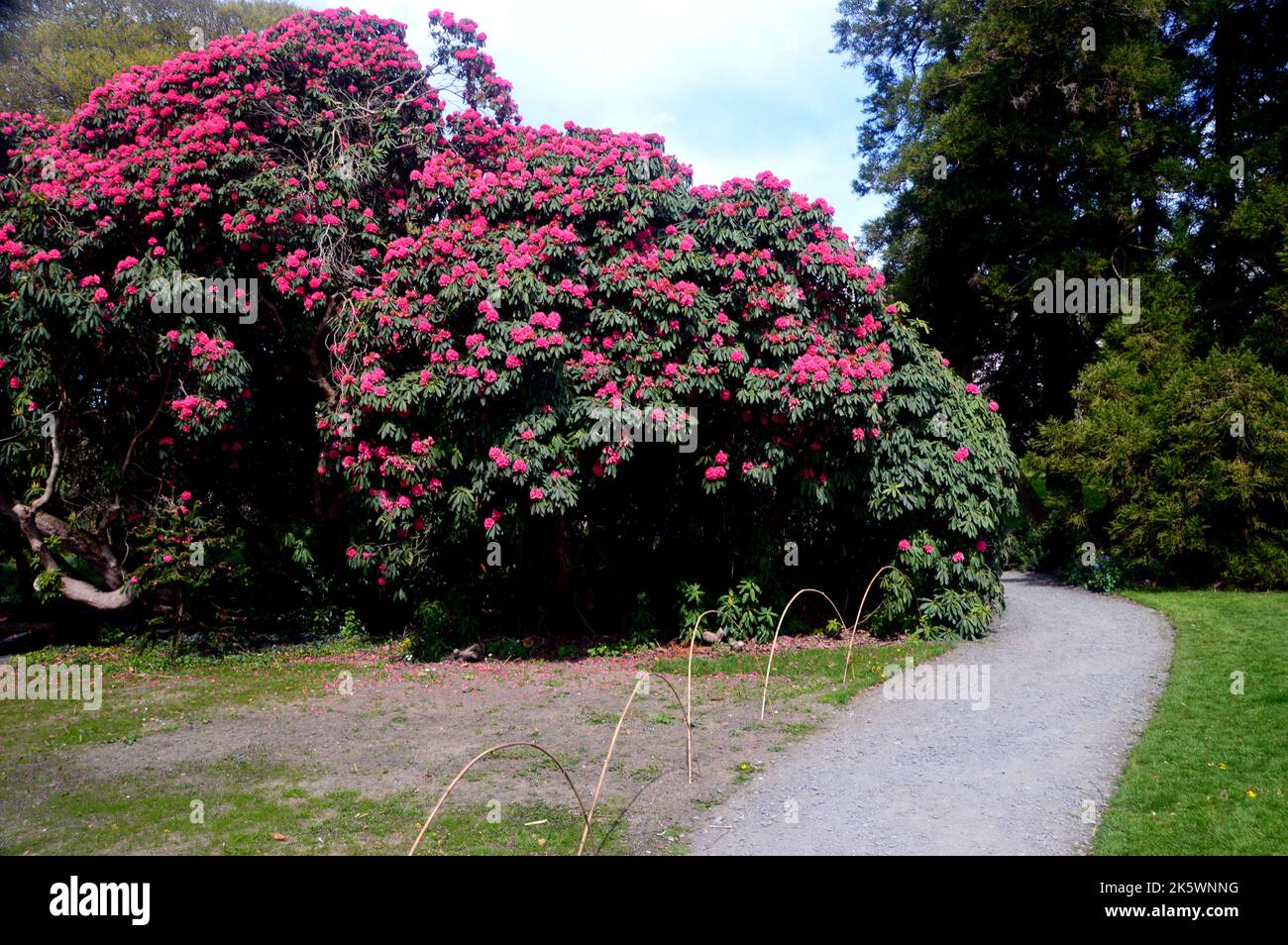 Flowering Pink Rhododendron Tree (Azalea) Growing in Parkland at Holker ...