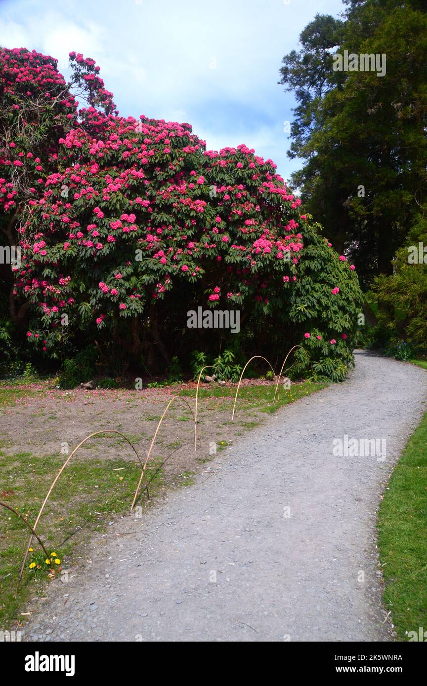 Flowering Pink Rhododendron Tree (Azalea) Growing in Parkland at Holker ...