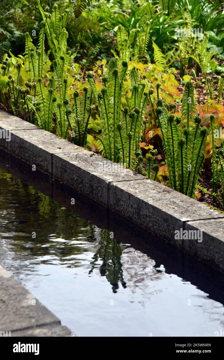 Curly Ferns (Fiddlehead) Reflected in the Channel by the Water Feature ...