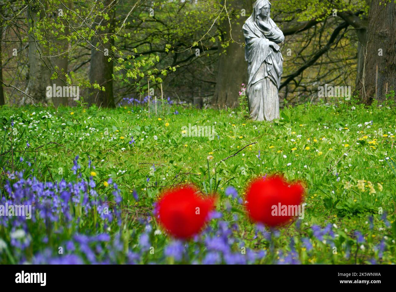 Stone Woman Statue & Red Tulips (Tulipa) Flowers grown with Bluebells ...