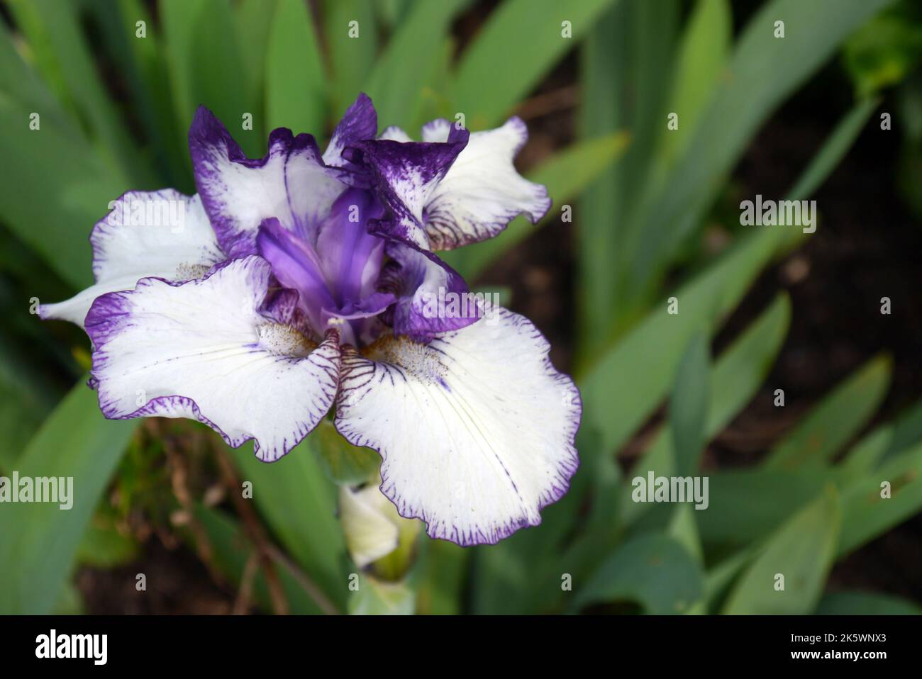 Tall White/Purple/Voilet Iris ‘Art Deco’ (Bearded Iris) Flower grown in ...