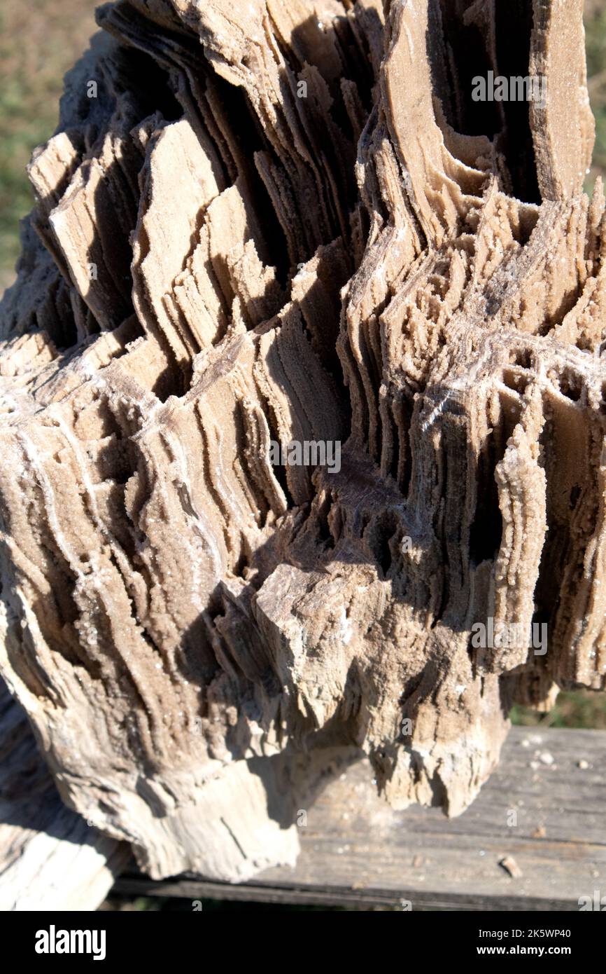 Ancient old petrified wood, excavation, minerals, as nice background ...