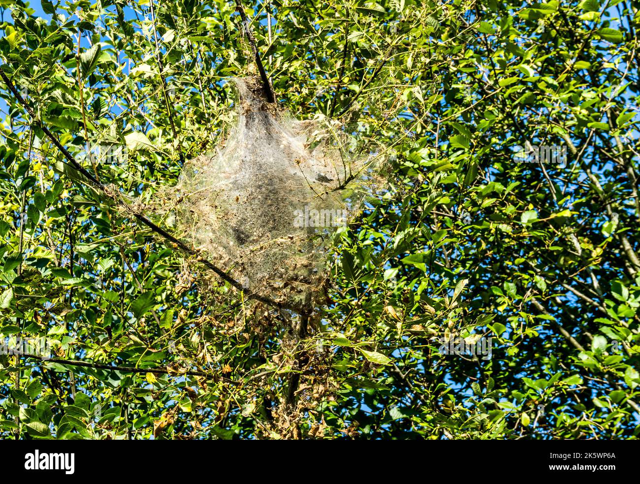 Spider web in a tree hi-res stock photography and images - Alamy