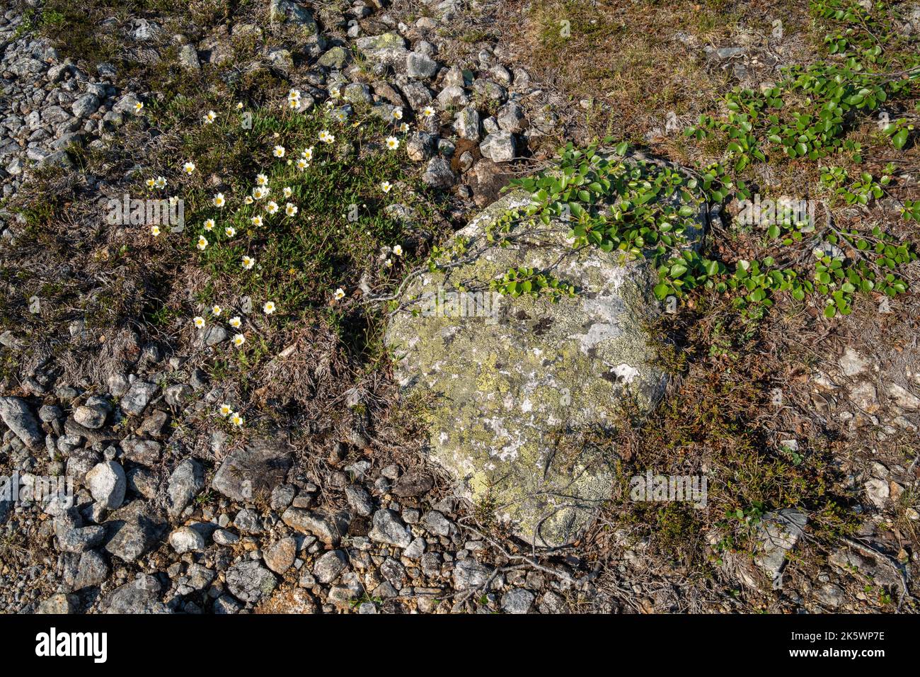 A group of White dryas, Dryas octopetala growing on a rocky ground in ...