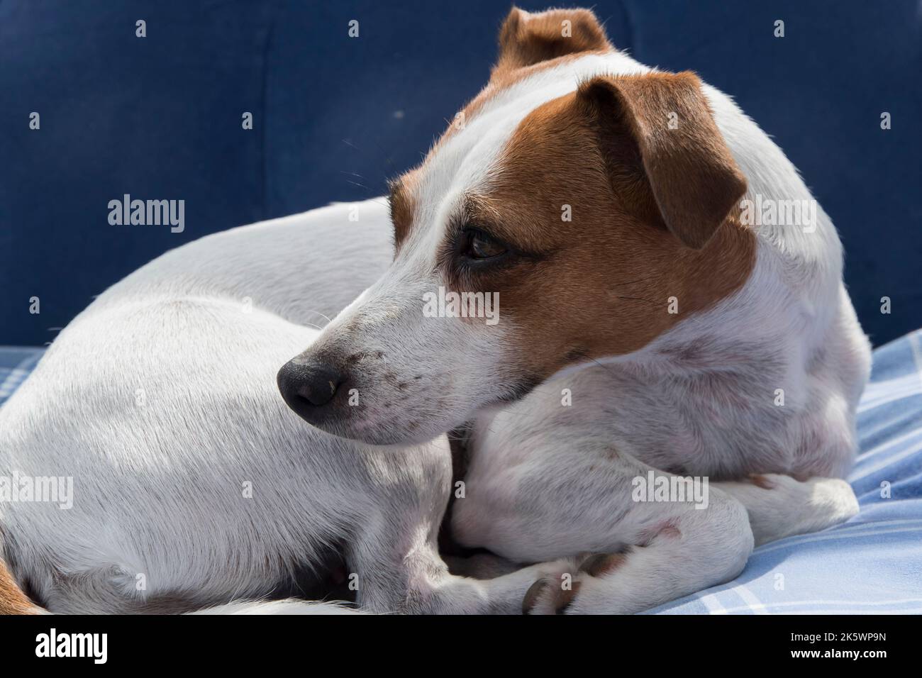 Female Jack Russell Terrier lying in bed Stock Photo - Alamy