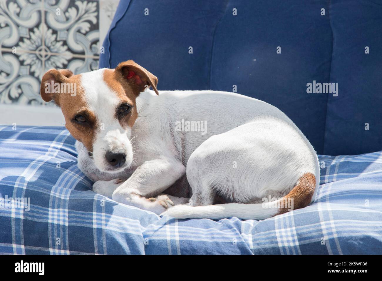 Female Jack Russell Terrier lying in bed Stock Photo - Alamy