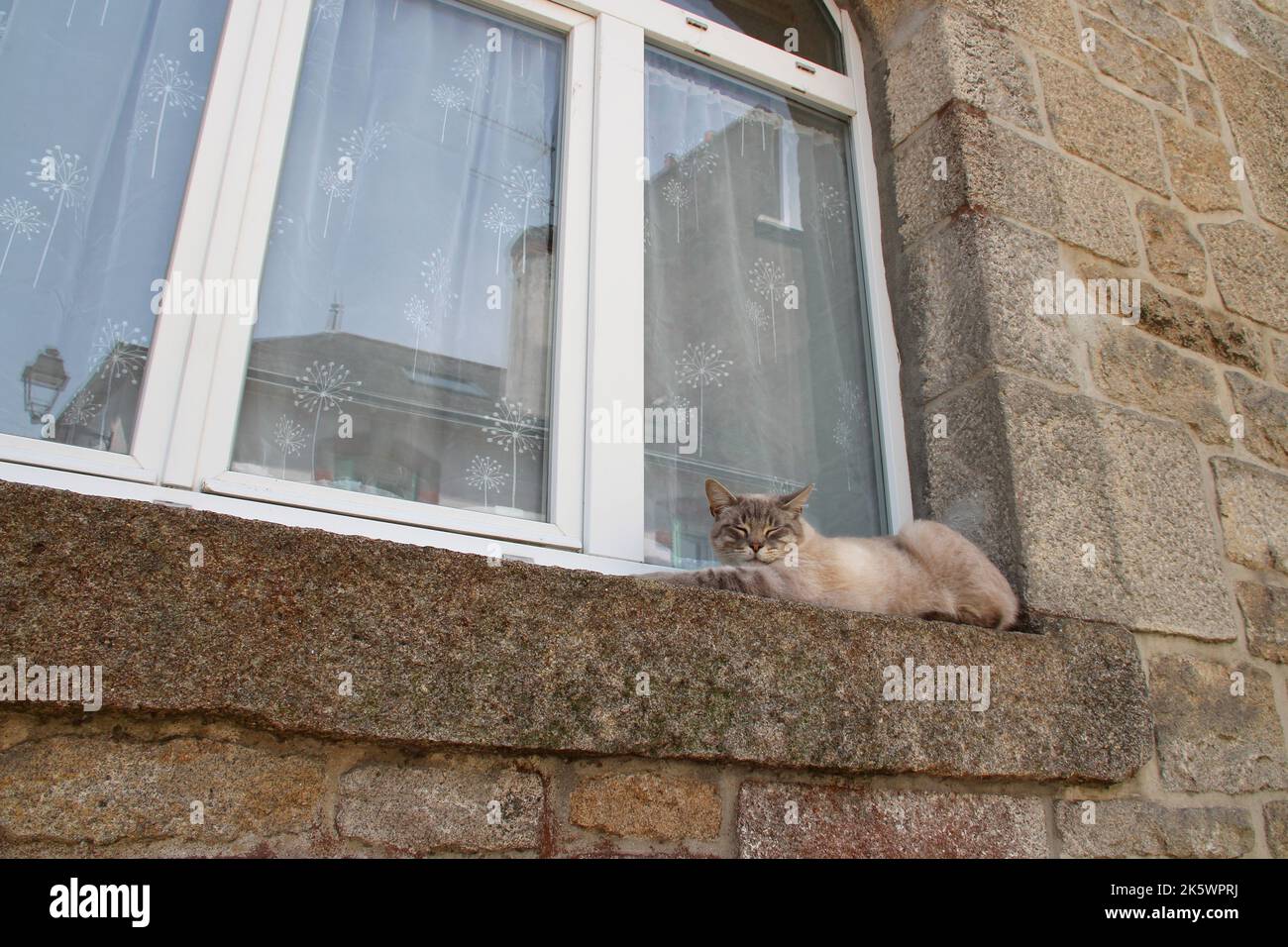 cat in front of a window in france Stock Photo - Alamy