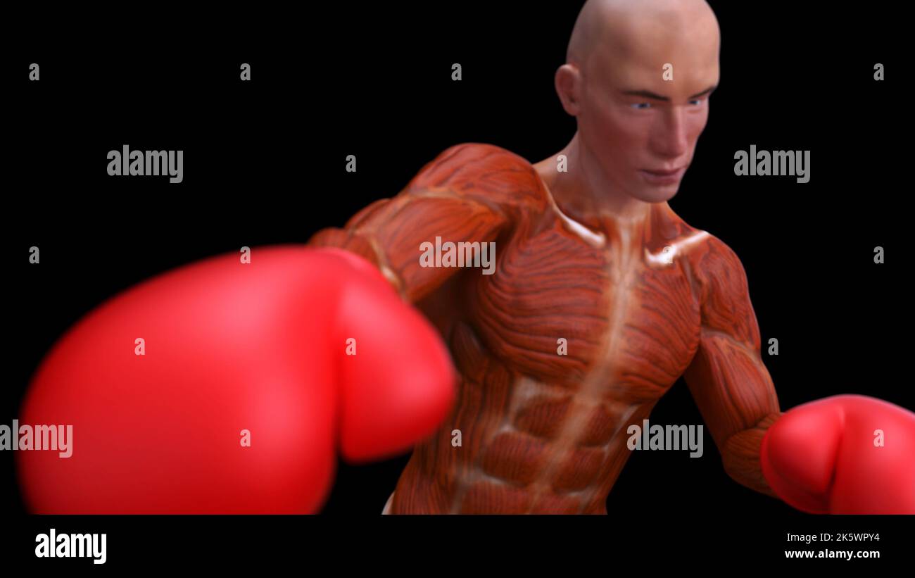 Abstract 3D anatomy of a man boxing Stock Photo - Alamy