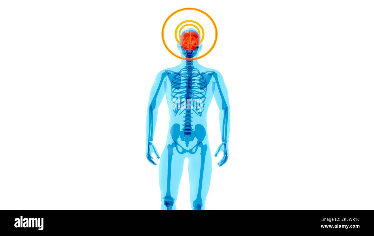 4K Anatomy concept of a Xray man walking Stock Photo - Alamy