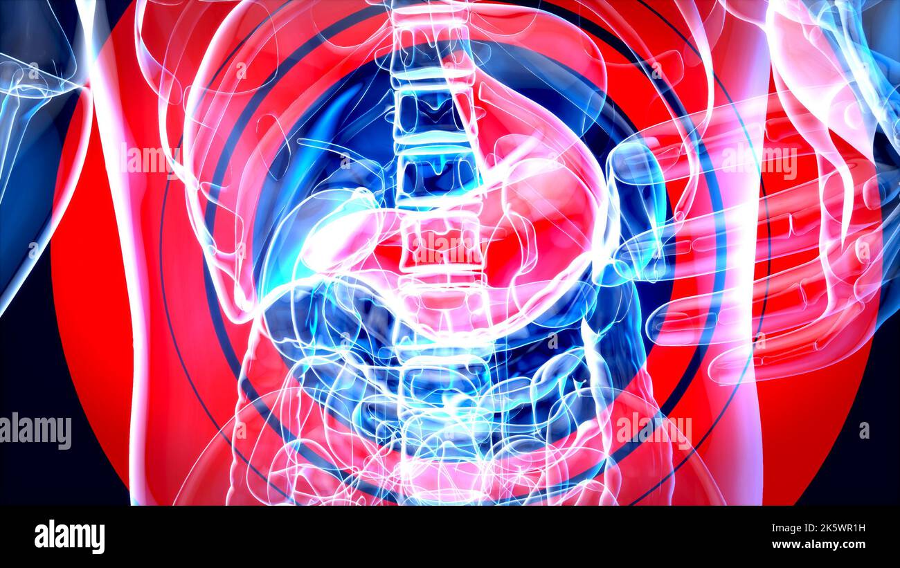 Abstract anatomy design of the stomach Stock Photo - Alamy