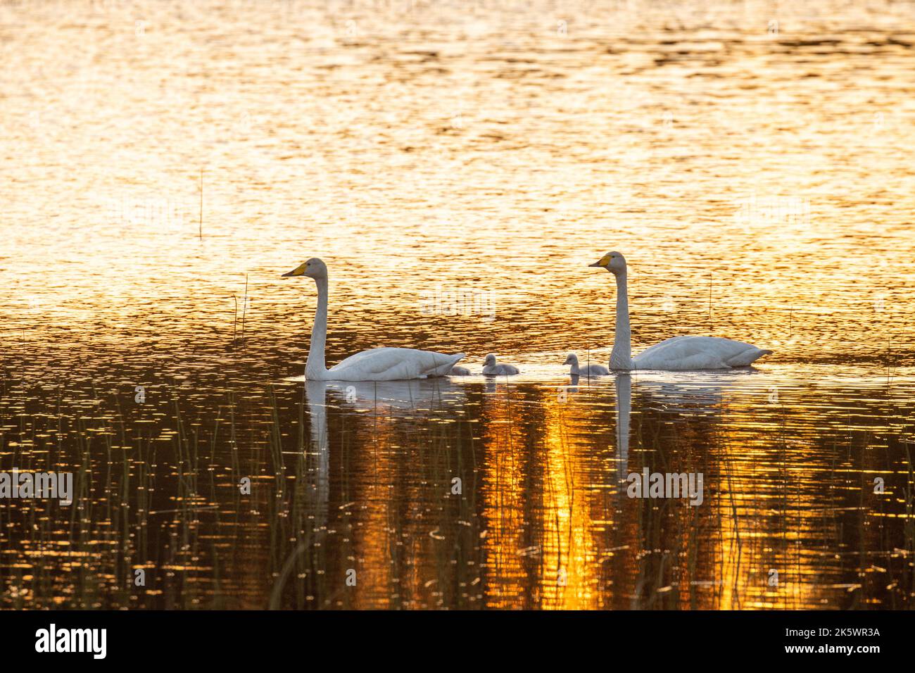 Whooper swan family swimming on a small lake during a beautiful sunset ...