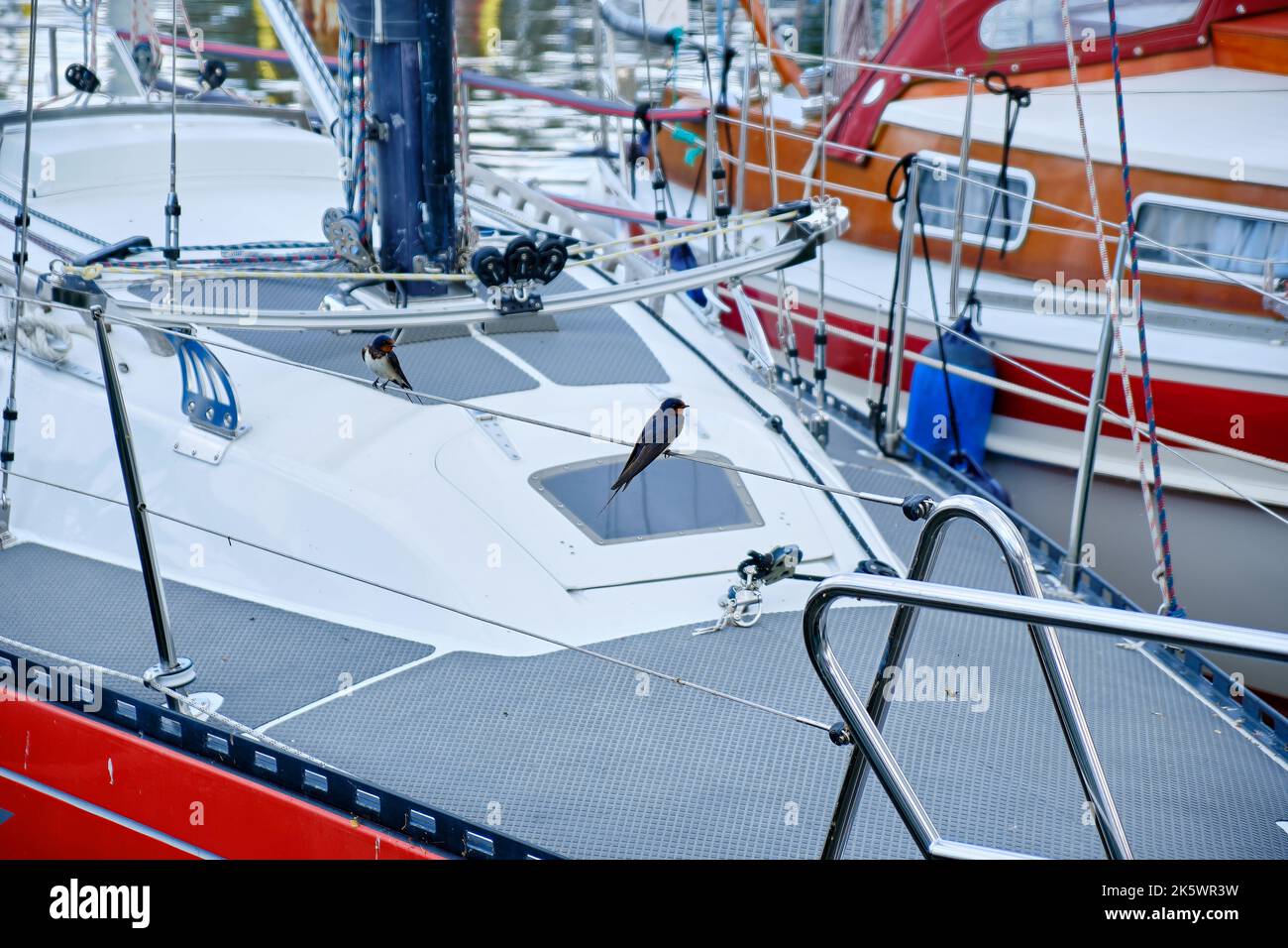 Two barn swallows (Hirundo rustica) on a boat line against a maritime ...
