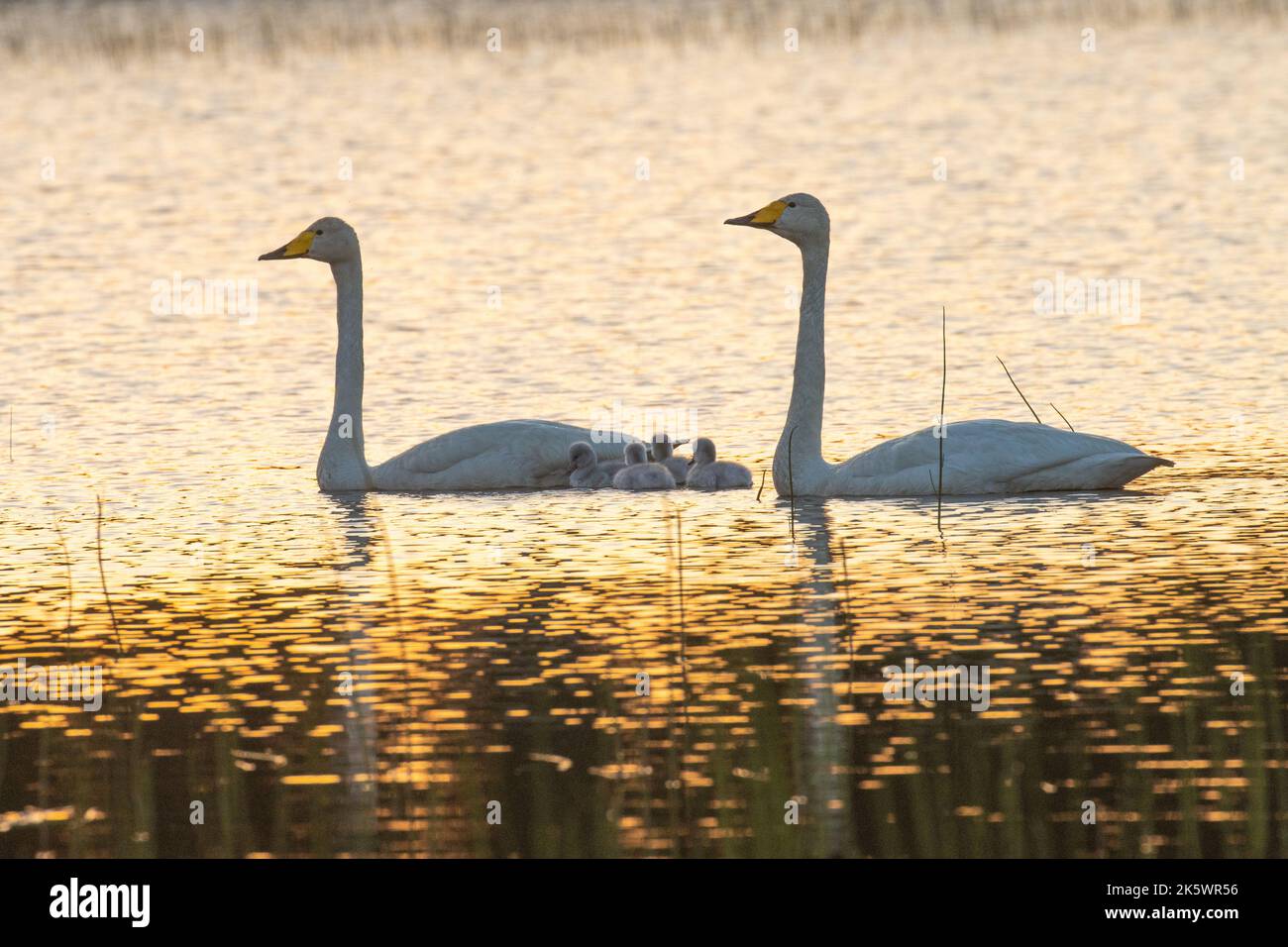 Whooper swan family swimming on a small lake during a beautiful sunset ...