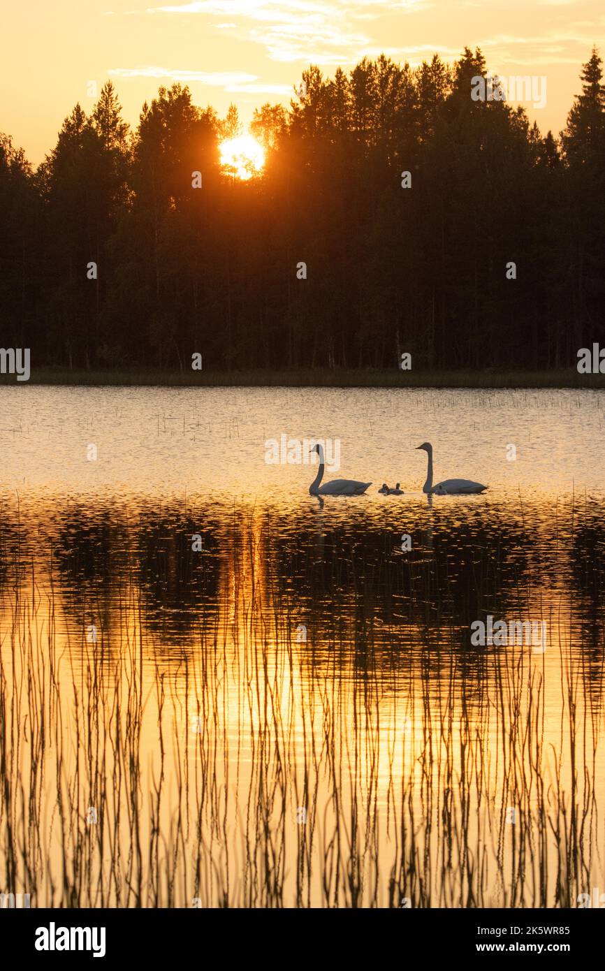 Whooper swan family swimming on a small lake during a beautiful sunset ...