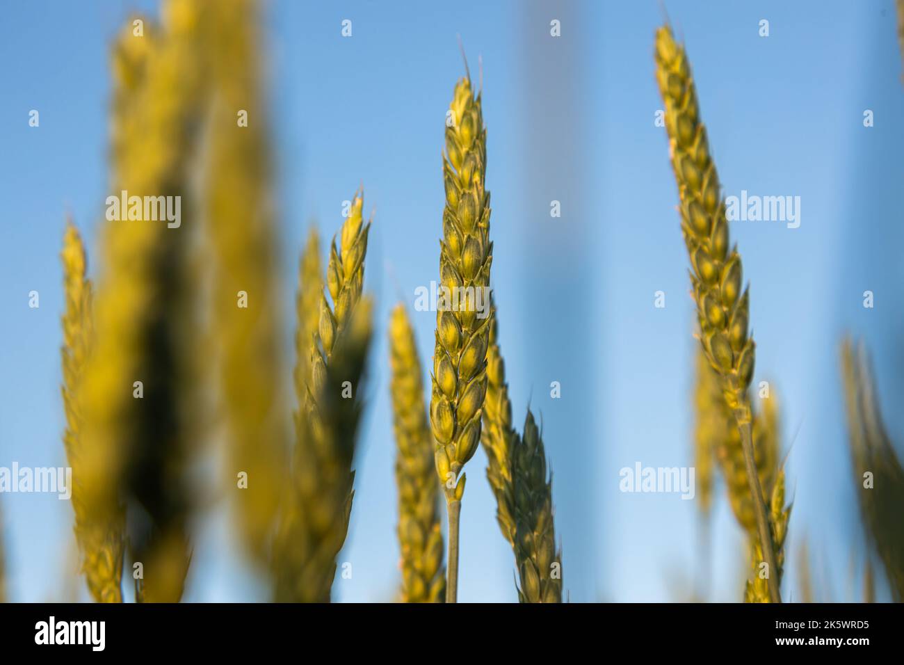 Ears of young wheat in the field. The concept of food crisis and ...