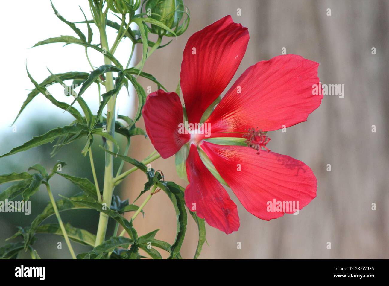 A closeup of a red Scarlet rosemallow, Hibiscus coccineus in San ...