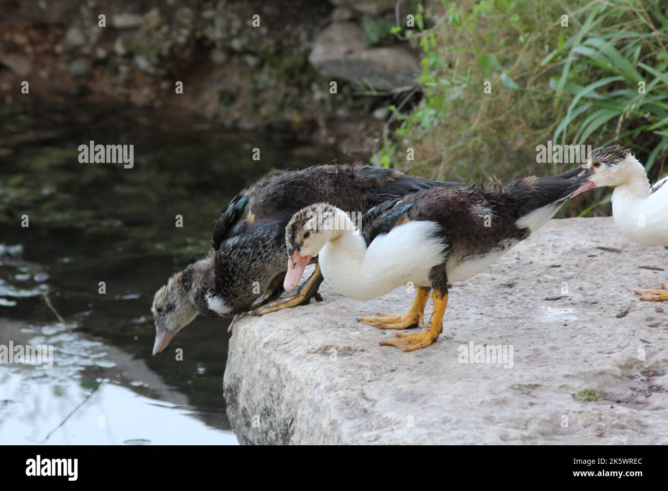 A group of black and white ducks looking at the water in San Gabriel ...