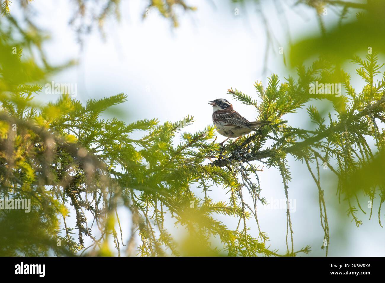Watchful wetland birdlife hi-res stock photography and images - Alamy