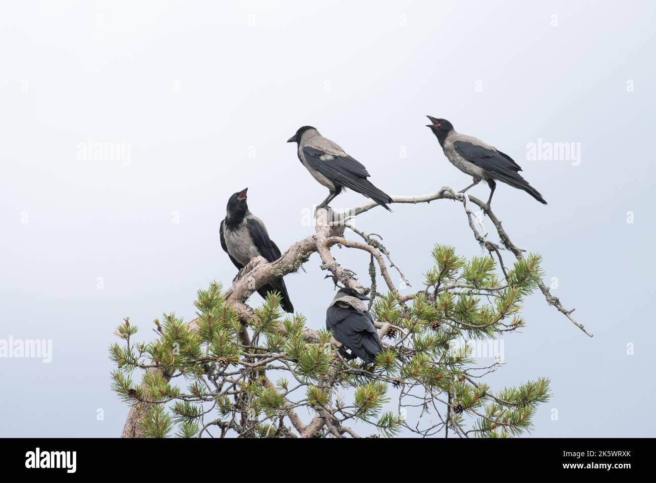 A small group of young Hooded crows perched on a Pine and begging for ...