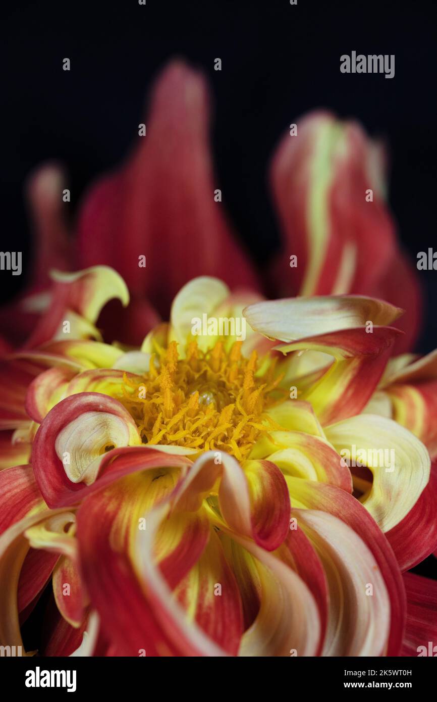 Bodacious hi-res stock photography and images - Alamy