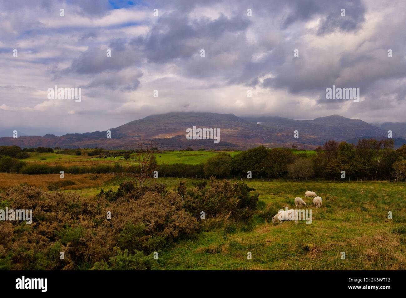 Welsh countryside with some sheep Stock Photo - Alamy