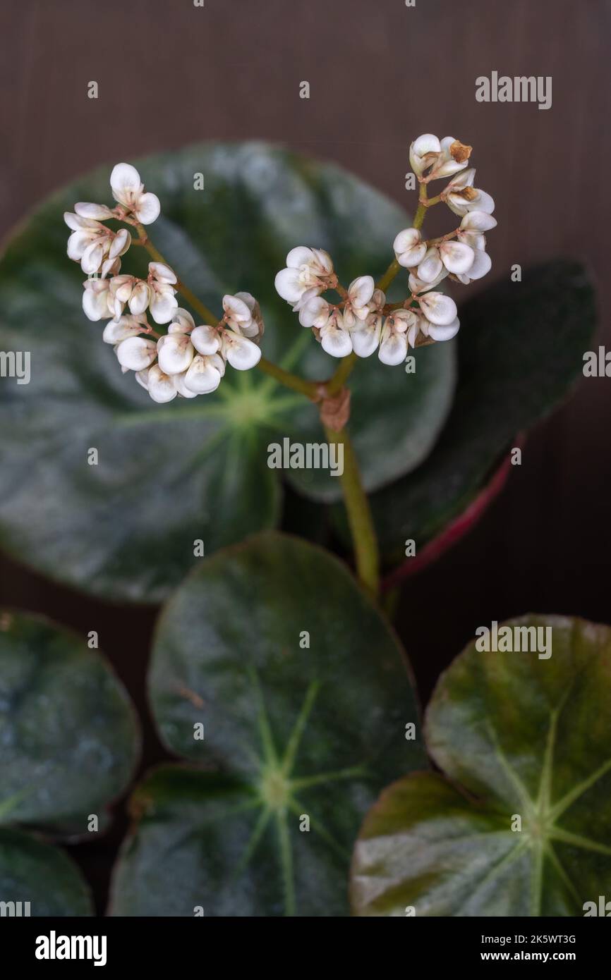 Closeup view of blooming begonia erythrophylla aka beefsteak begonia ...