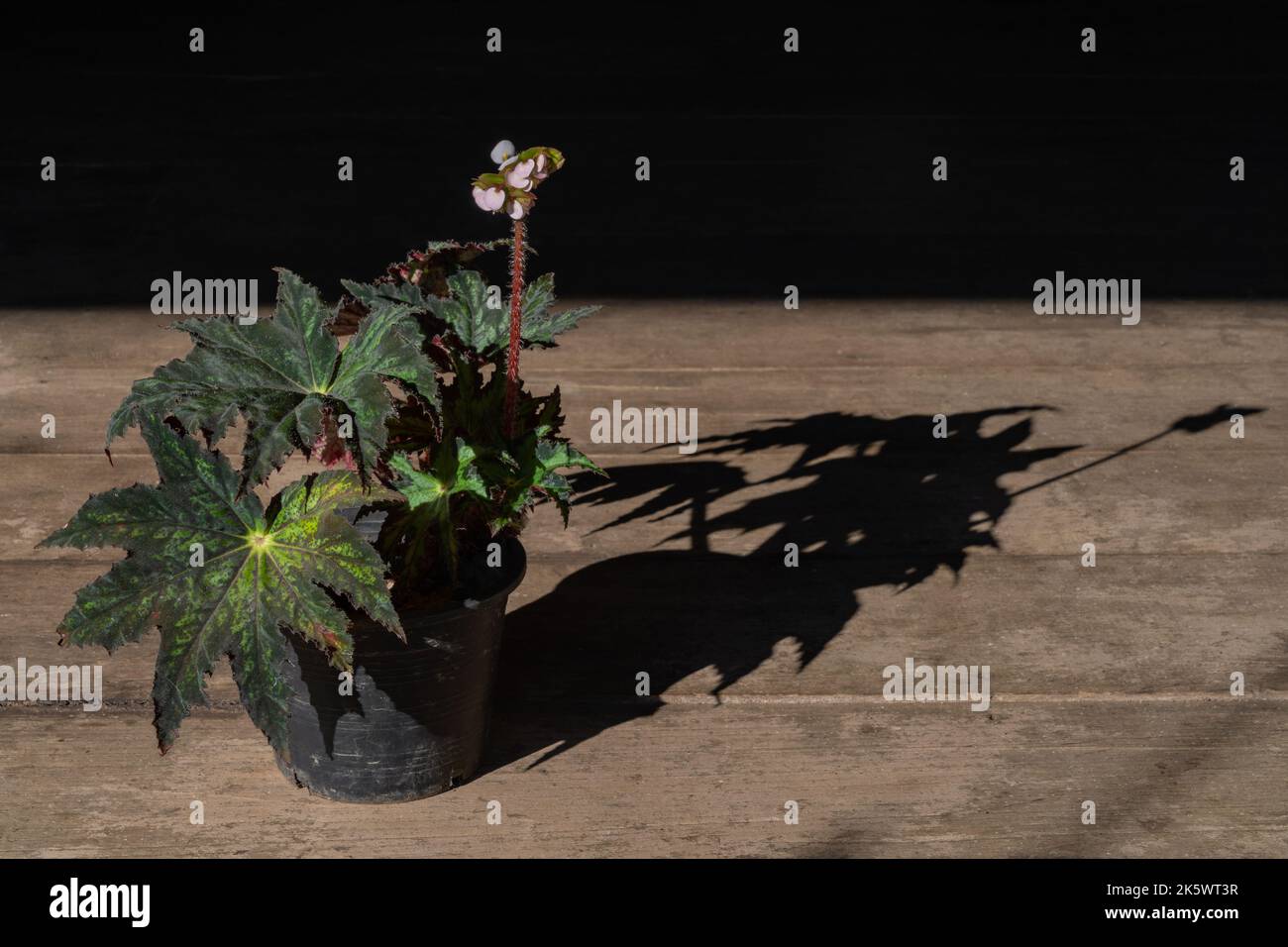 Beautiful blooming begonia heracleifolia aka star leaf begonia with ...