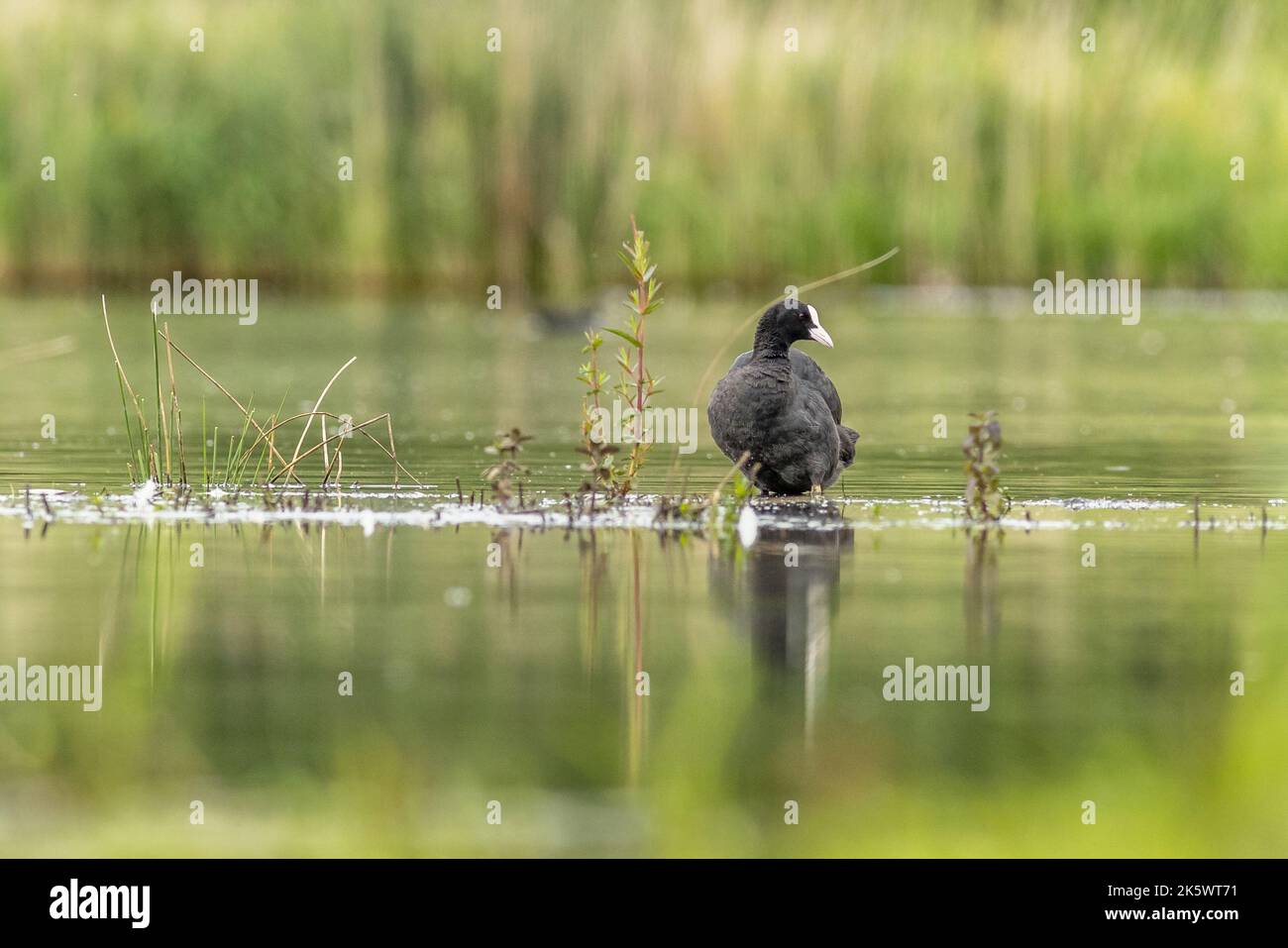 Water birds coot waterbird hi-res stock photography and images - Alamy