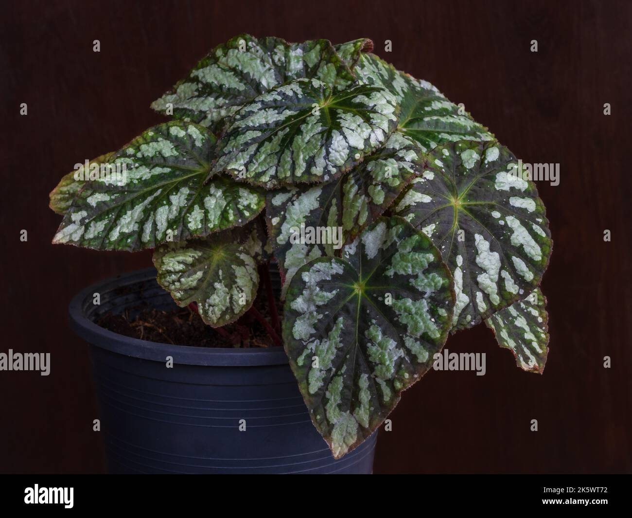 Rex begonia begonia rex hi-res stock photography and images - Alamy