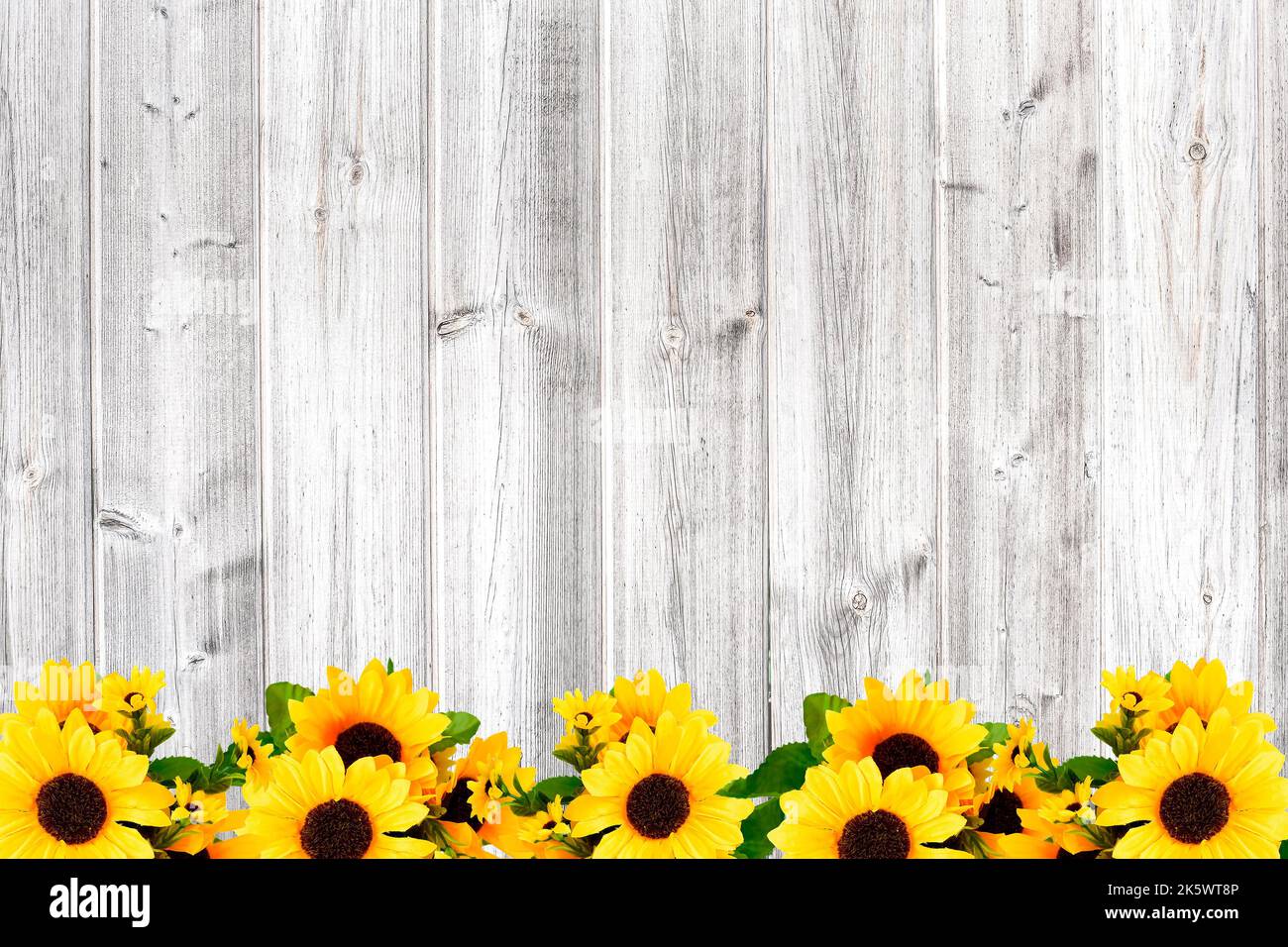Wooden textured background with sunflower border Stock Photo - Alamy