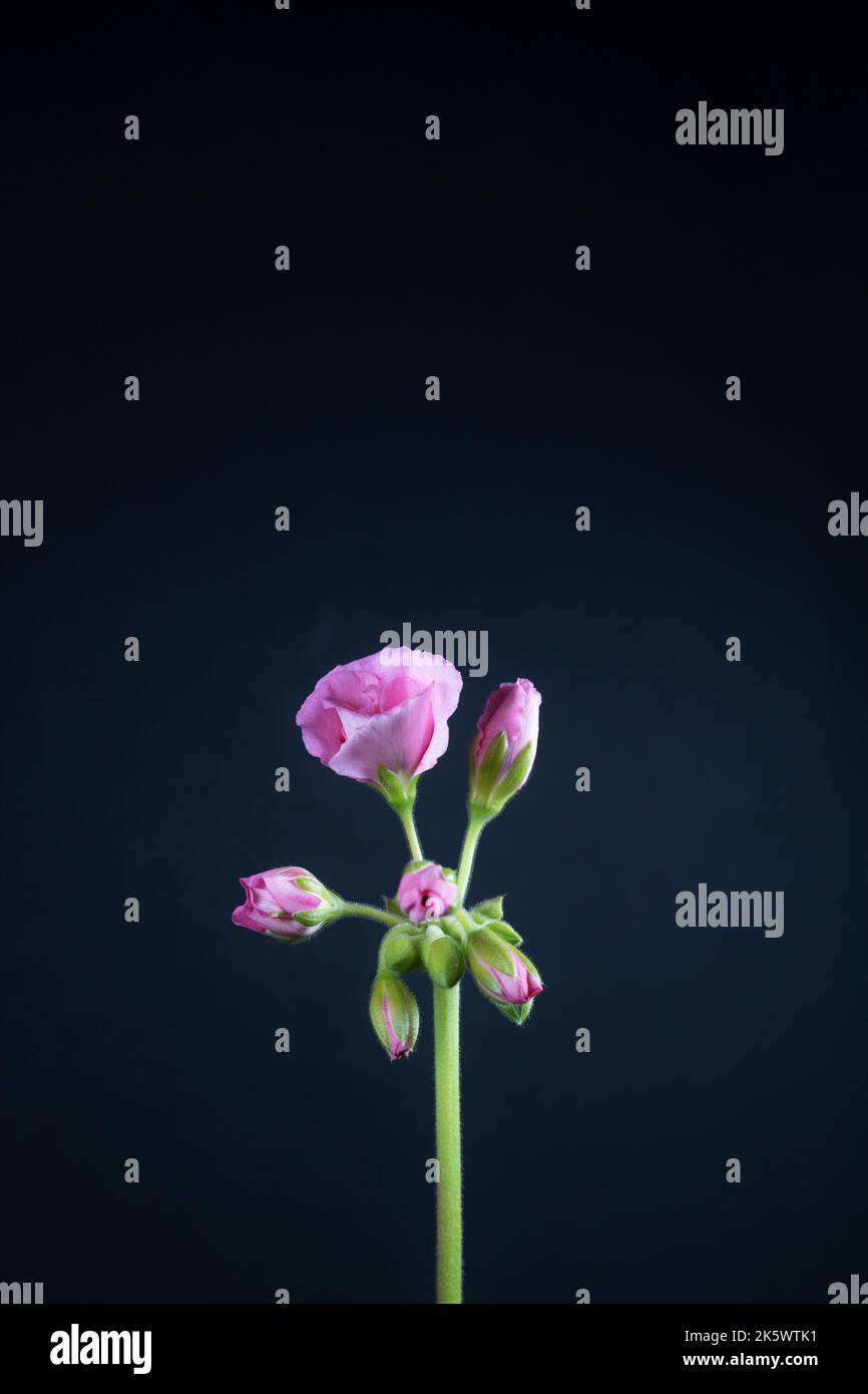 Calliope medium pink flame geranium flower on a black background Stock ...
