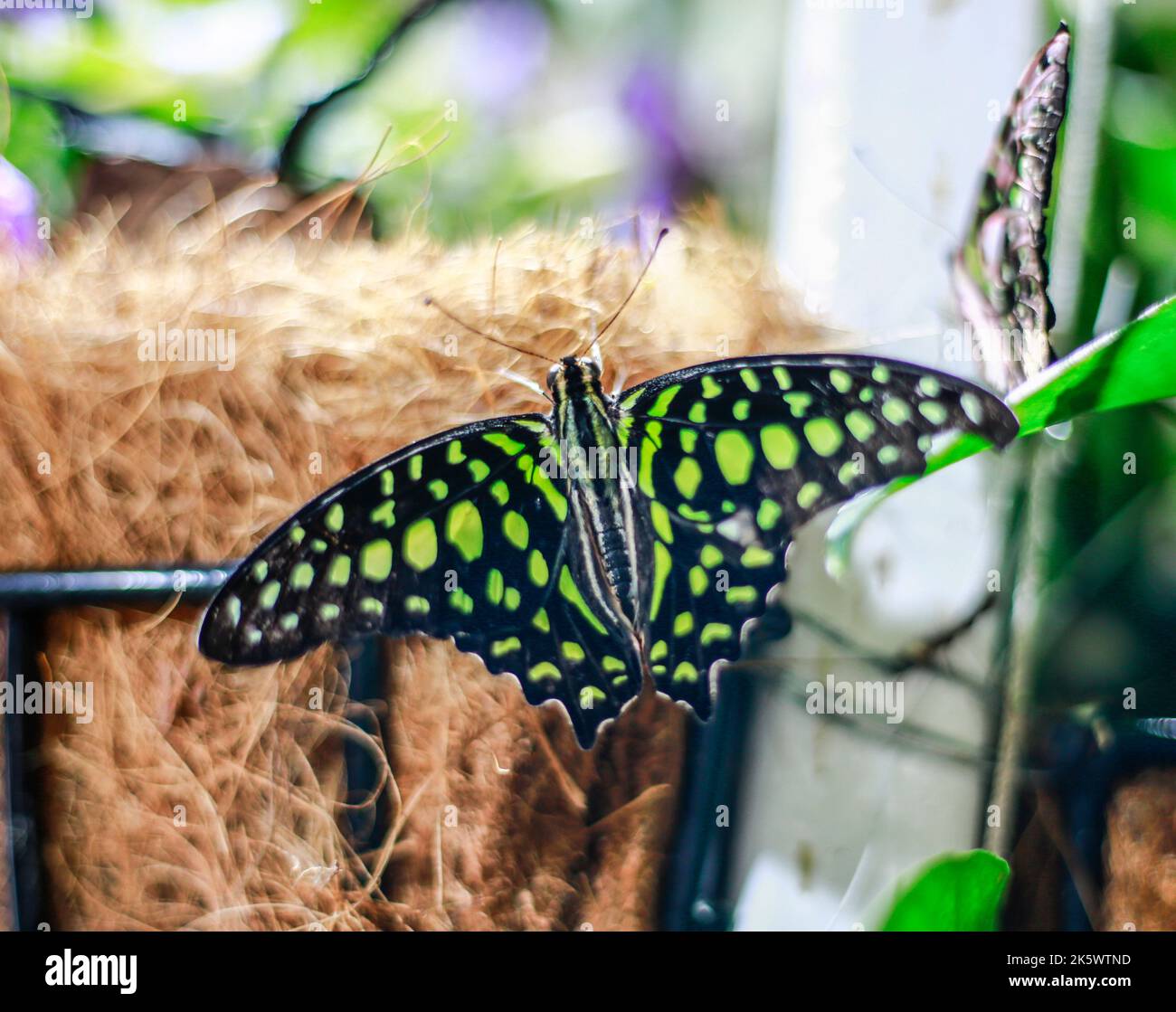 Butterfly in Miracle Garden Dubai uae Stock Photo - Alamy