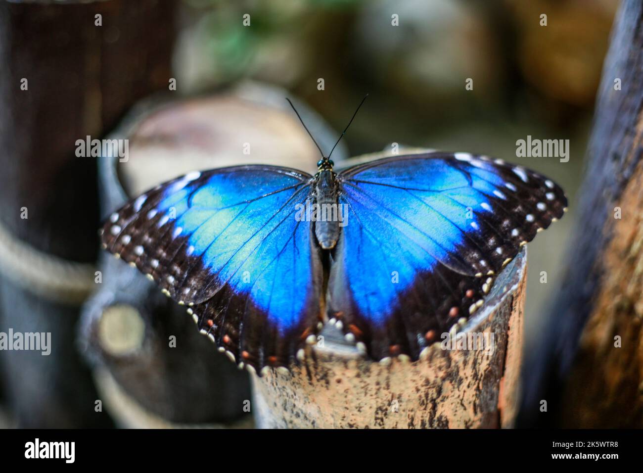 Butterfly in Miracle Garden Dubai uae Stock Photo - Alamy