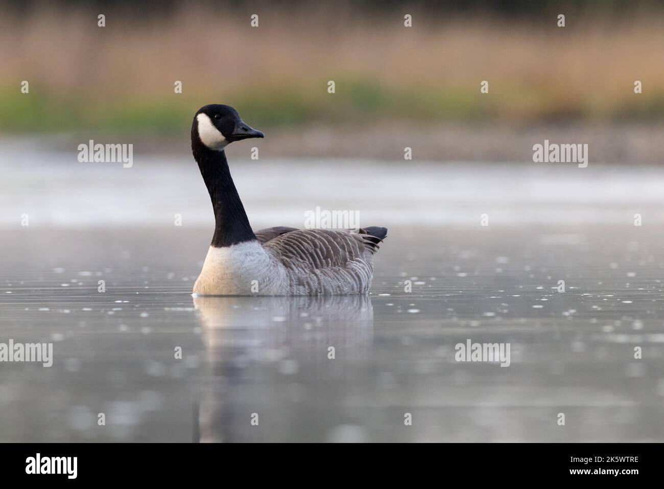 Canada geese beautiful bird image hi-res stock photography and images ...